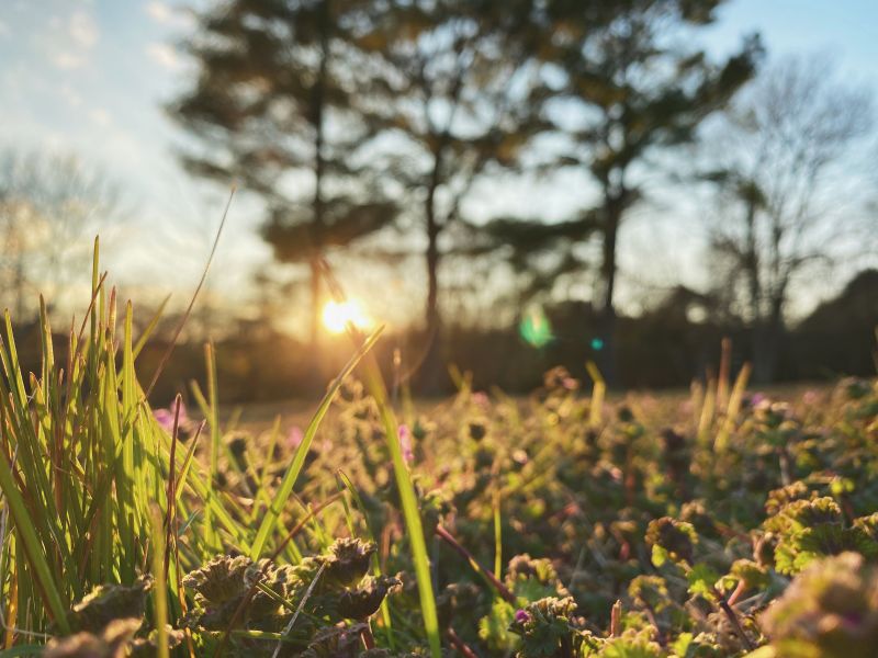 Nature As Comfort During Tumultuous Times